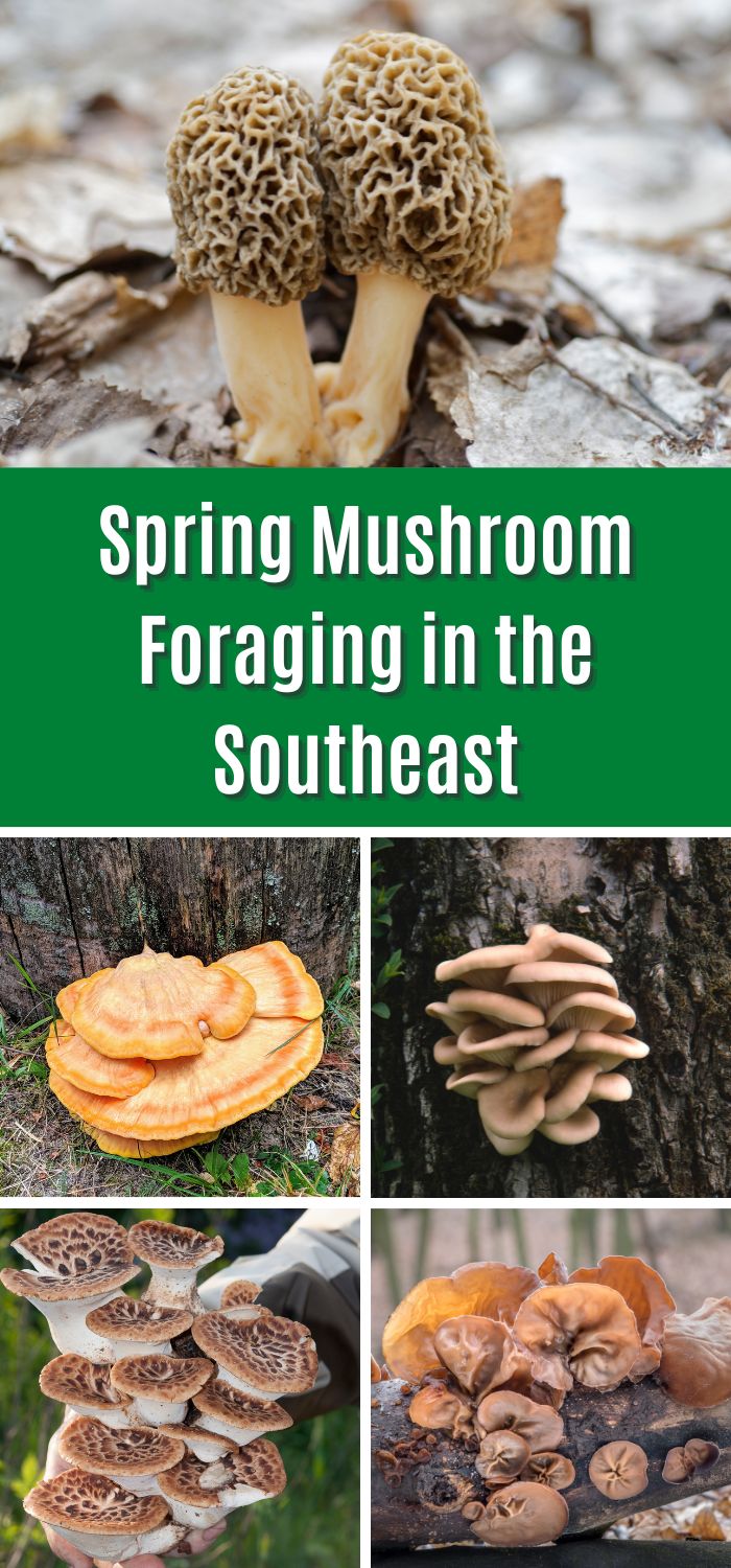 Spring Mushroom Foraging In The Southeast - Mushroom Appreciation