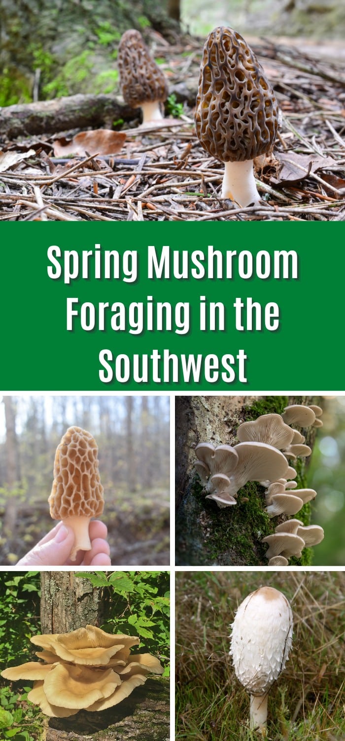 Spring Mushroom Foraging In The Southwest - Mushroom Appreciation