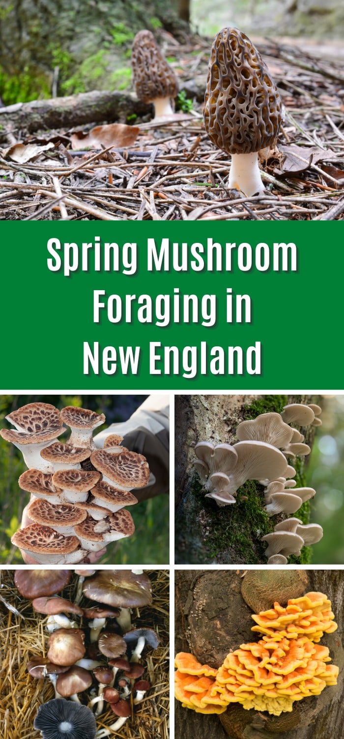 Spring Mushroom Foraging In New England - Mushroom Appreciation
