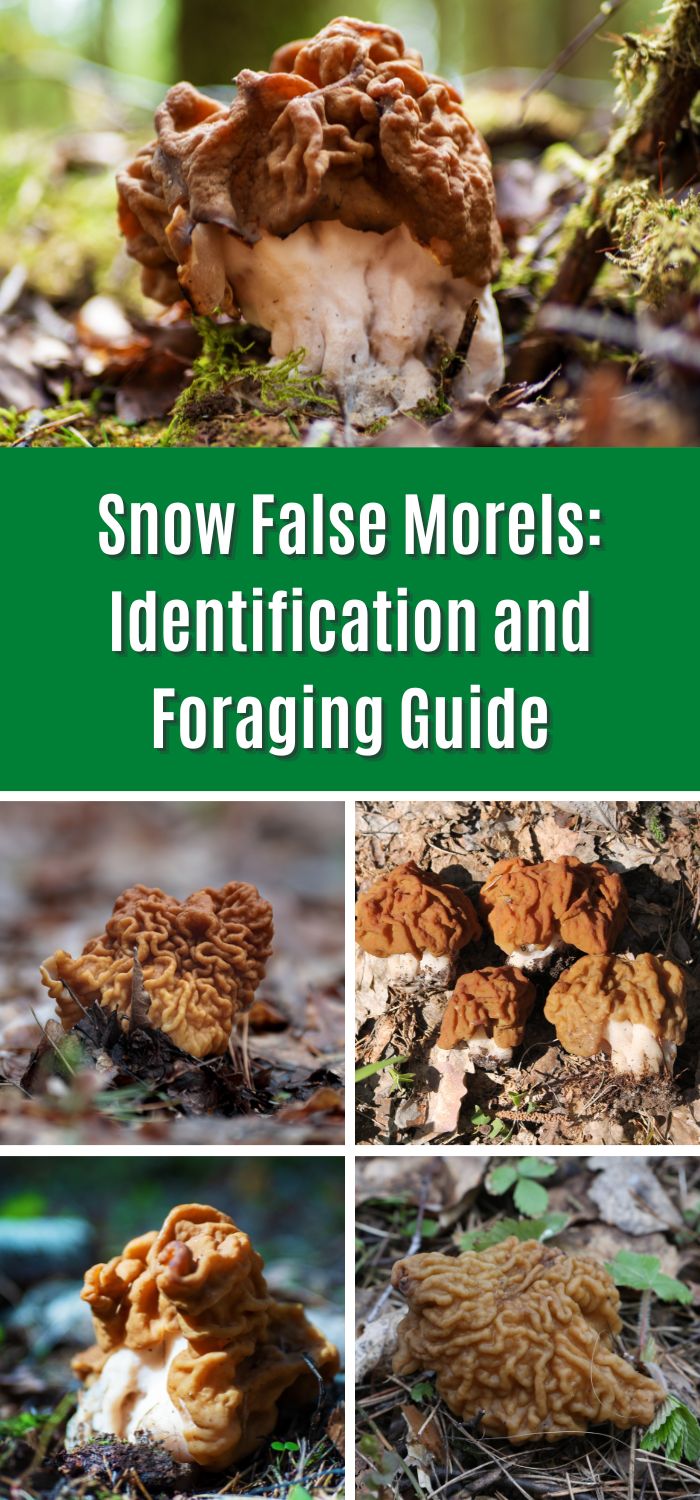 Snow False Morels: Identification and Foraging Guide - Mushroom ...