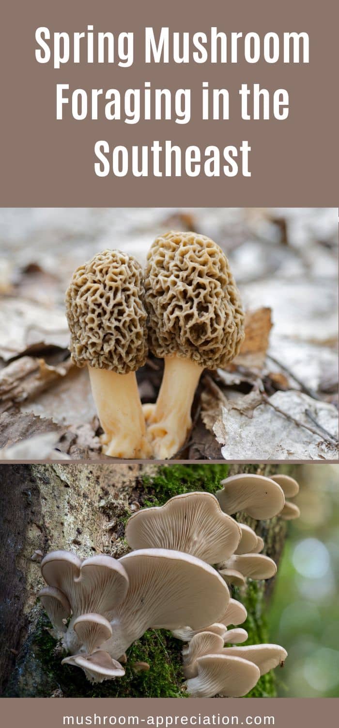 Spring Mushroom Foraging In The Southeast - Mushroom Appreciation