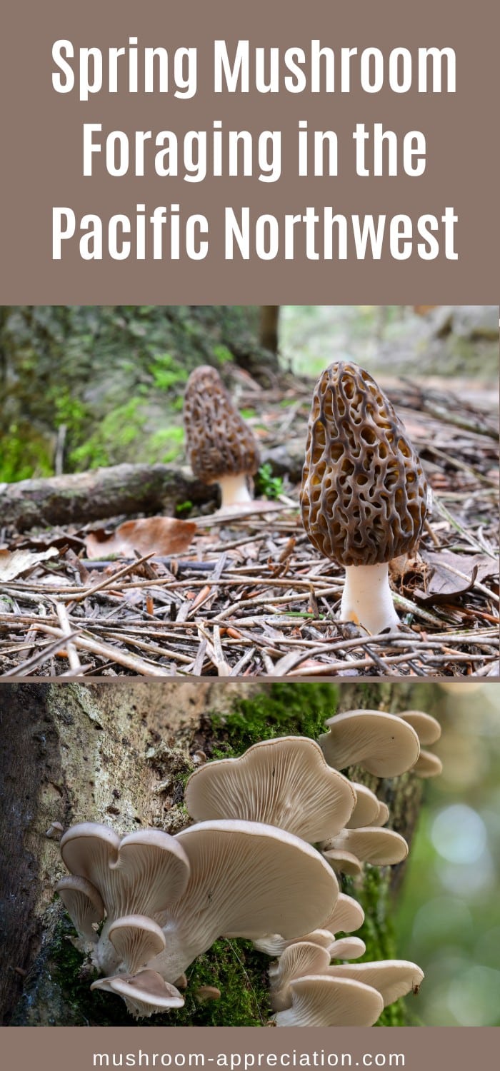 Spring Mushroom Foraging In The Pacific Northwest - Mushroom Appreciation