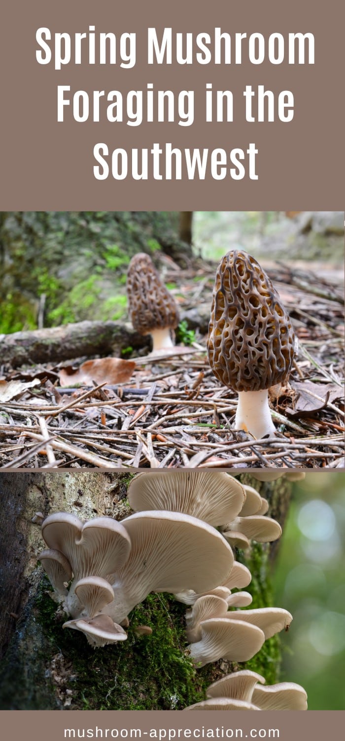Spring Mushroom Foraging In The Southwest - Mushroom Appreciation