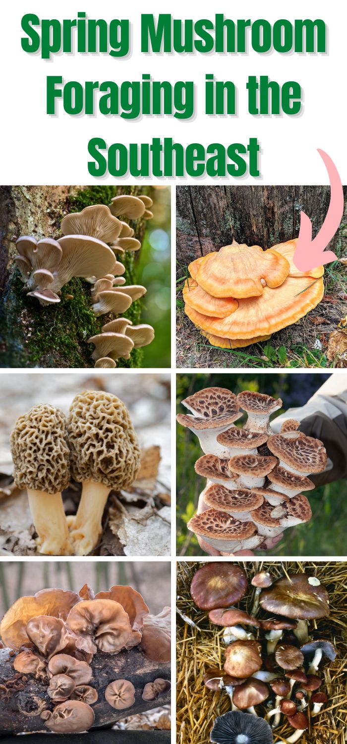 Spring Mushroom Foraging In The Southeast - Mushroom Appreciation
