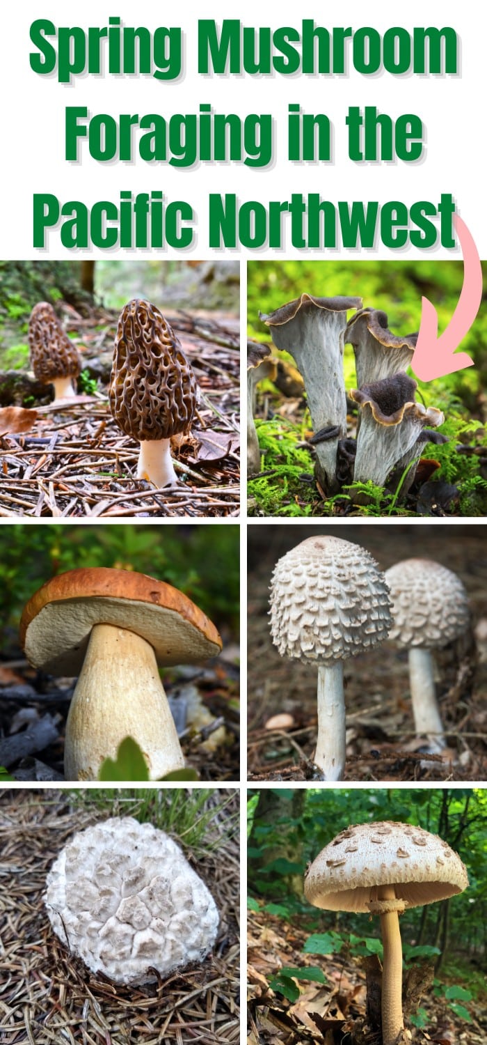 Spring Mushroom Foraging In The Pacific Northwest - Mushroom Appreciation