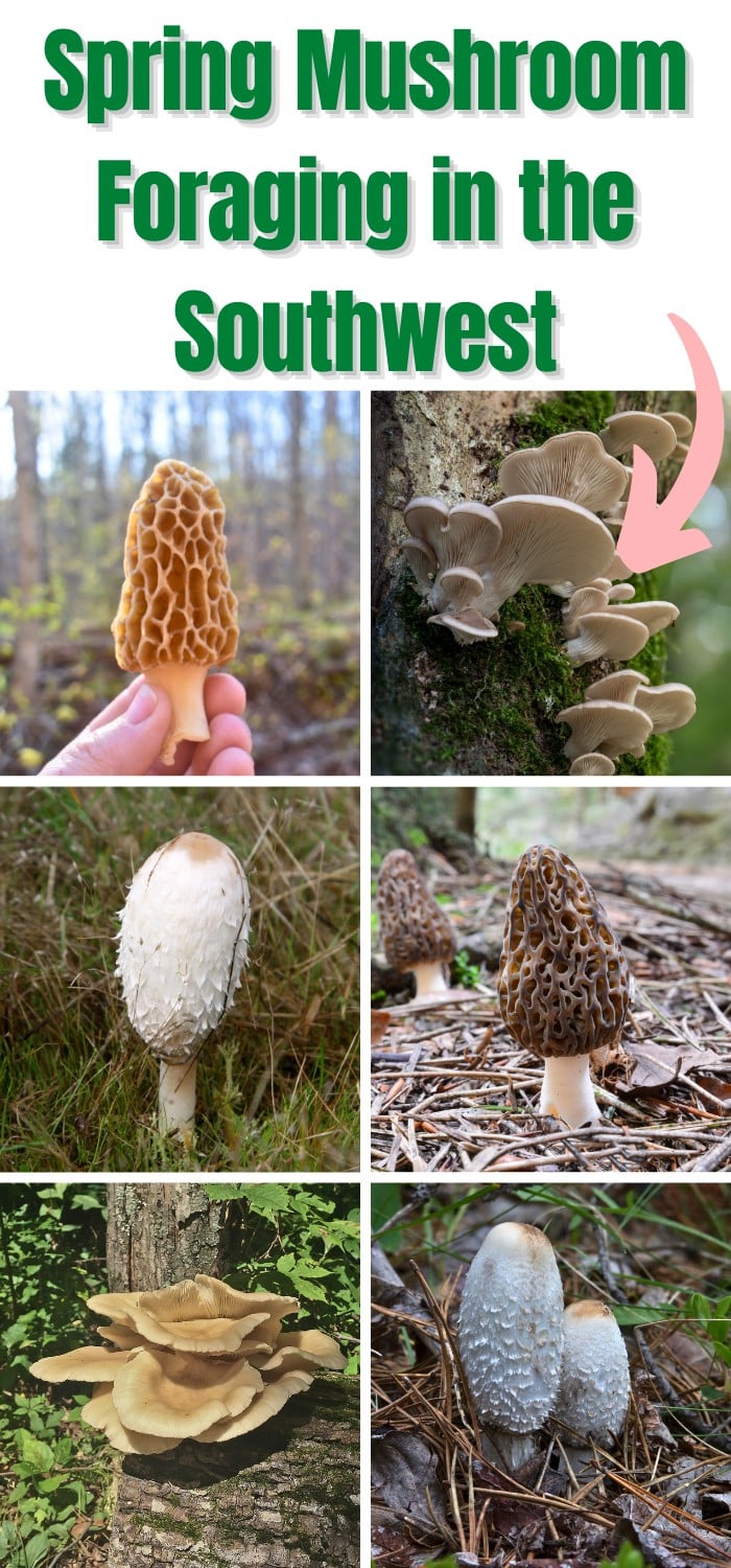 Spring Mushroom Foraging In The Southwest - Mushroom Appreciation