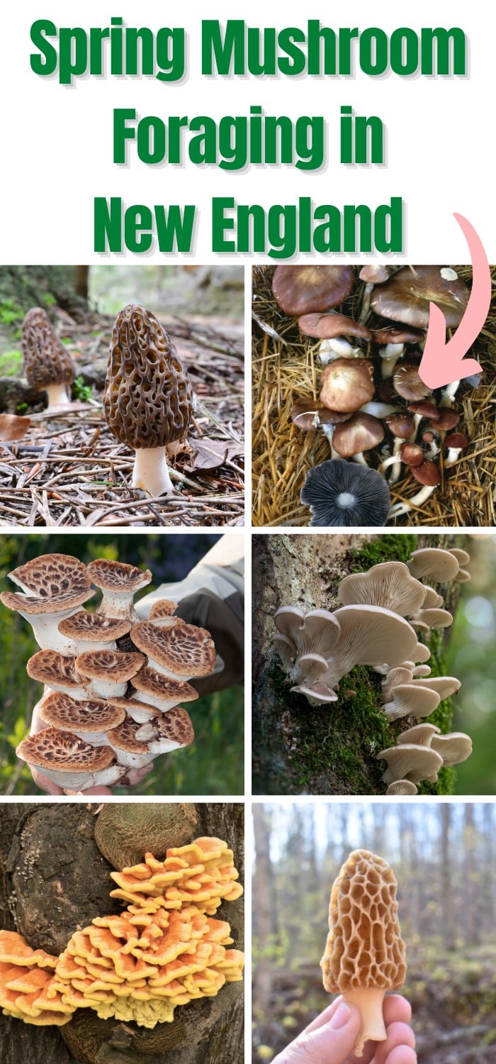 Spring Mushroom Foraging In New England - Mushroom Appreciation