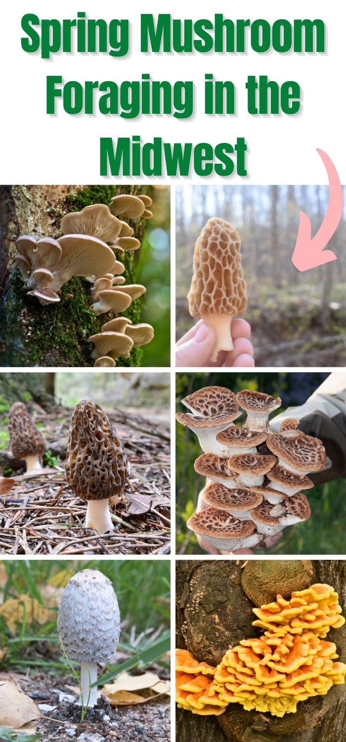 Spring Mushroom Foraging In The Midwest - Mushroom Appreciation