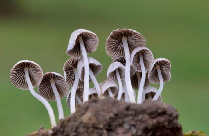 A Comprehensive Guide to the Fairy Inkcap Mushroom - Mushroom Appreciation