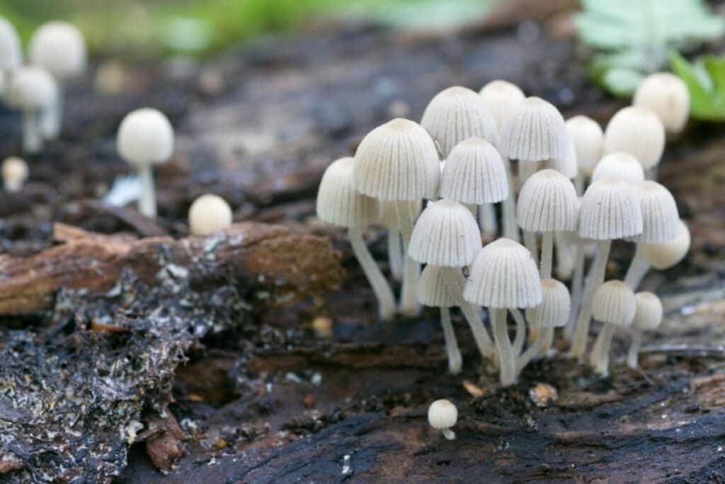 A Comprehensive Guide to the Fairy Inkcap Mushroom - Mushroom Appreciation