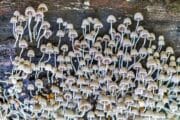 A Comprehensive Guide to the Fairy Inkcap Mushroom - Mushroom Appreciation