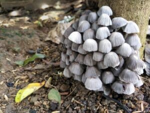 A Comprehensive Guide to the Fairy Inkcap Mushroom - Mushroom Appreciation
