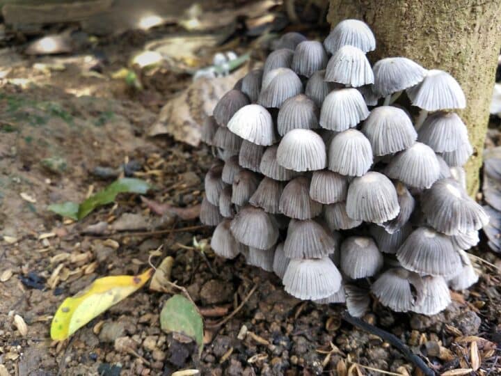 A Comprehensive Guide to the Fairy Inkcap Mushroom - Mushroom Appreciation