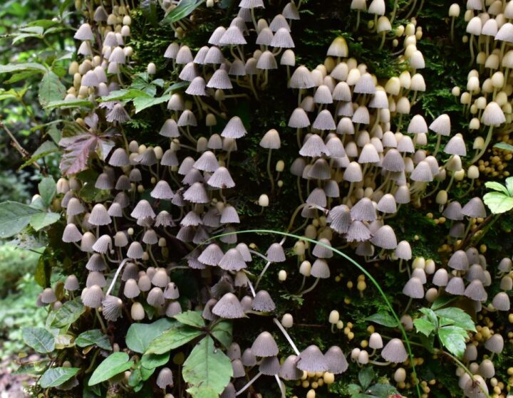 A Comprehensive Guide to the Fairy Inkcap Mushroom - Mushroom Appreciation