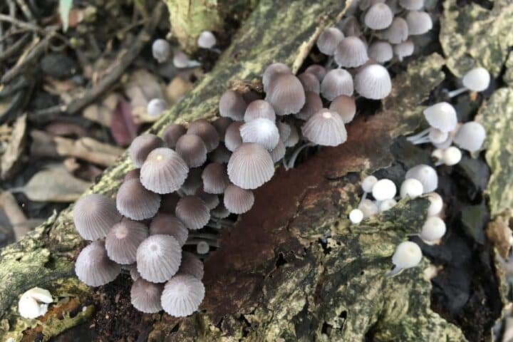 A Comprehensive Guide to the Fairy Inkcap Mushroom - Mushroom Appreciation