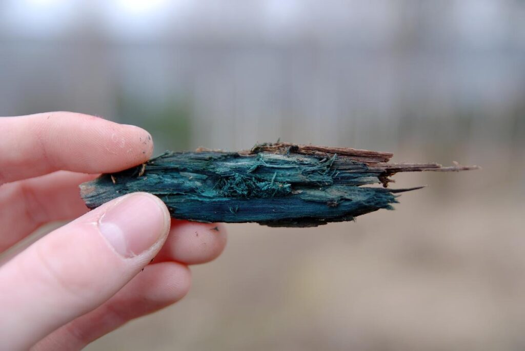 Green Elfcup Fungi: Identification, History, and Uses Of This Natural ...