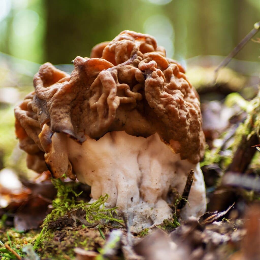 Morel Mushroom Identification: What to Look For and What to Avoid ...