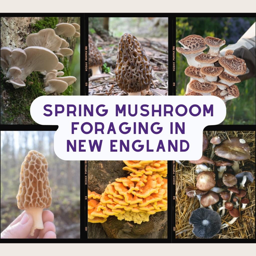 Elegant Mushroom Gravy Recipe - Mushroom Appreciation