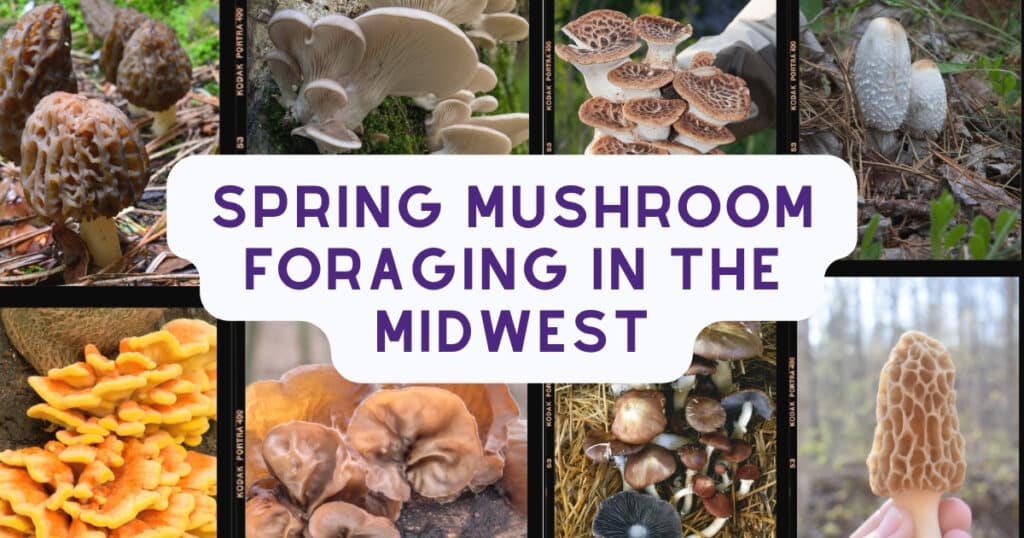 Spring Mushroom Foraging In The Midwest - Mushroom Appreciation