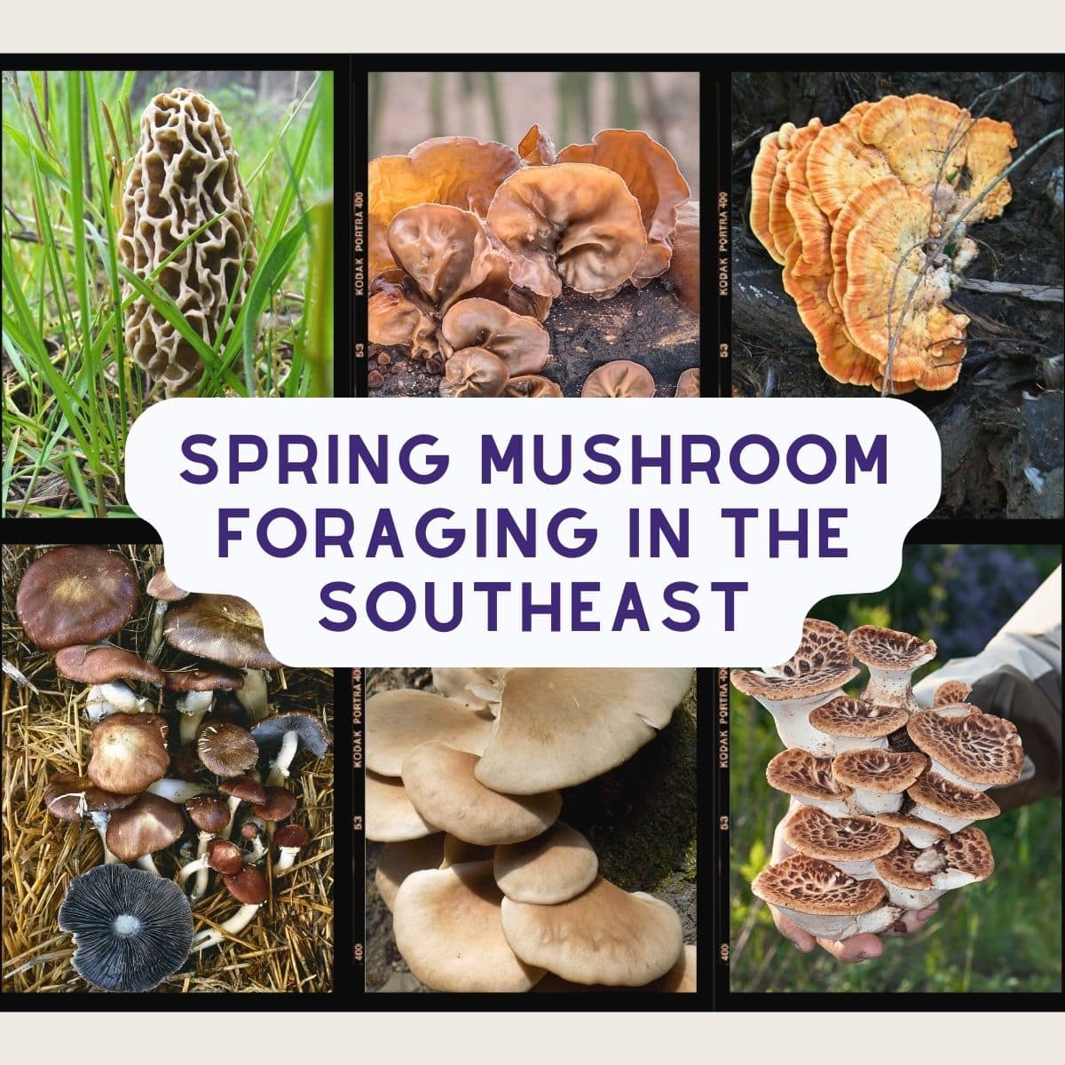 Edible Mushrooms - Mushroom Appreciation