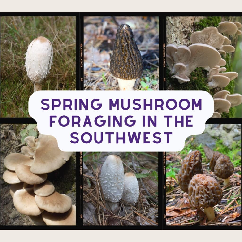 Easy Golden Mushroom Soup Recipe - Mushroom Appreciation