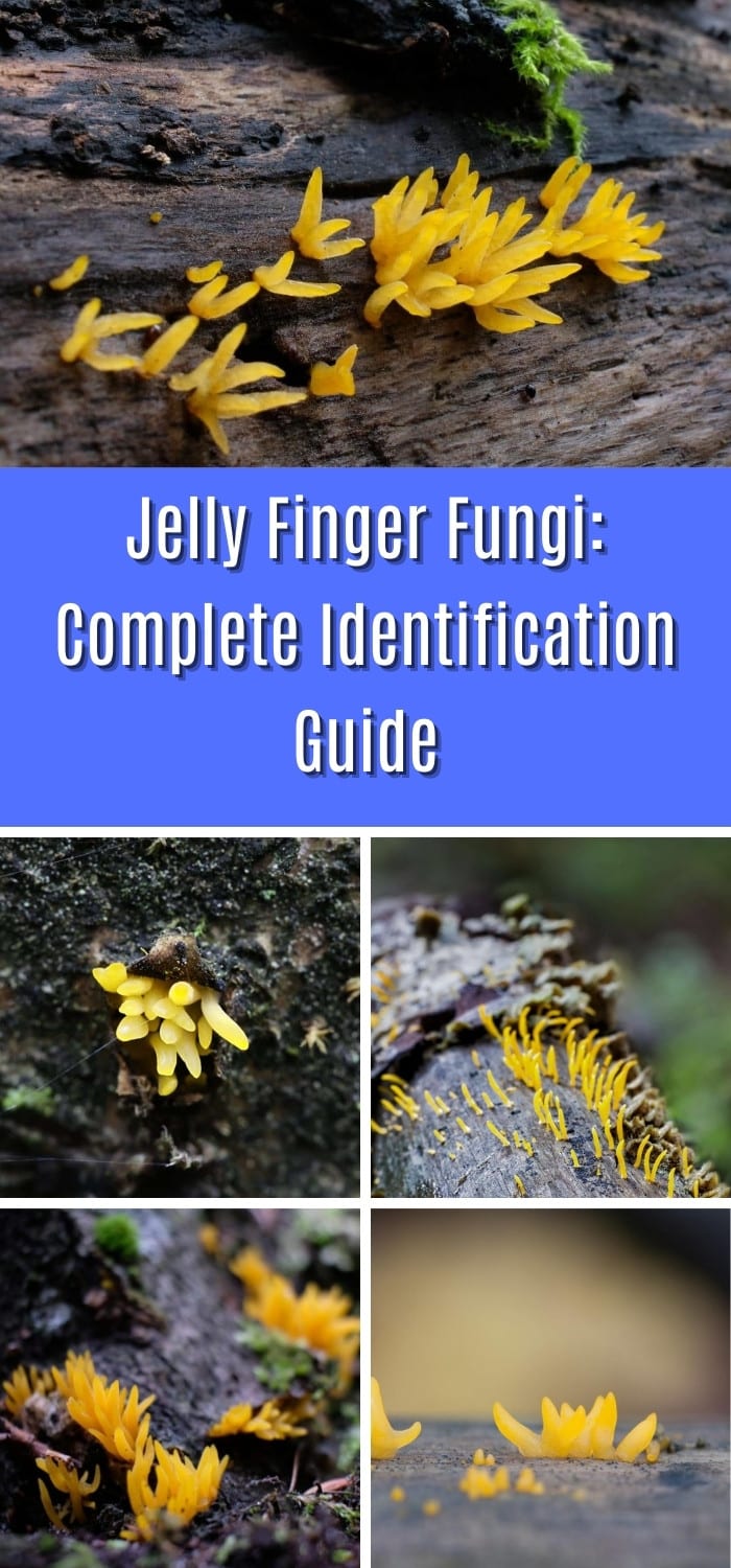 Jelly Finger Fungi: Complete Identification Guide - Mushroom Appreciation