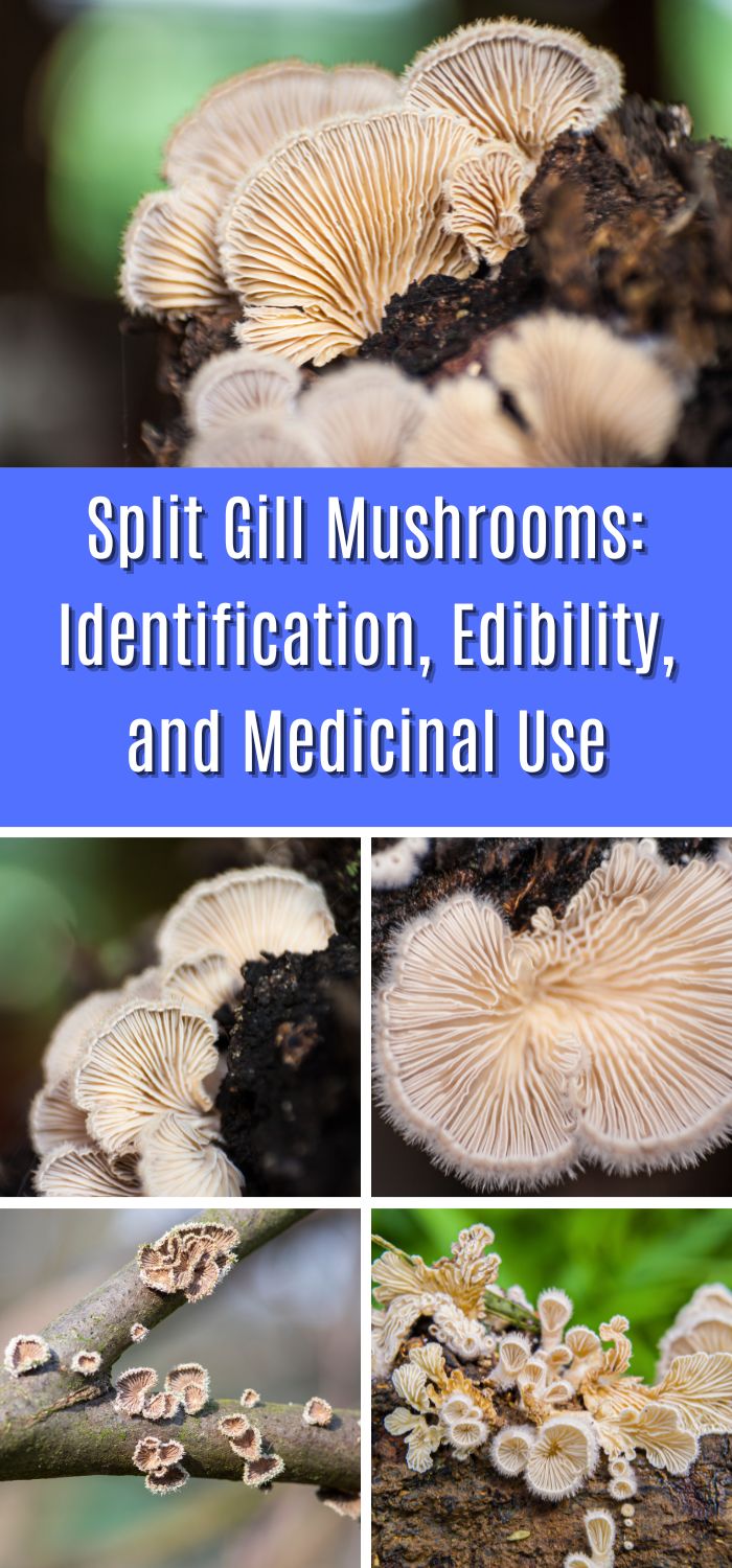 Split Gill Mushrooms: Identification, Edibility, and Medicinal Use ...