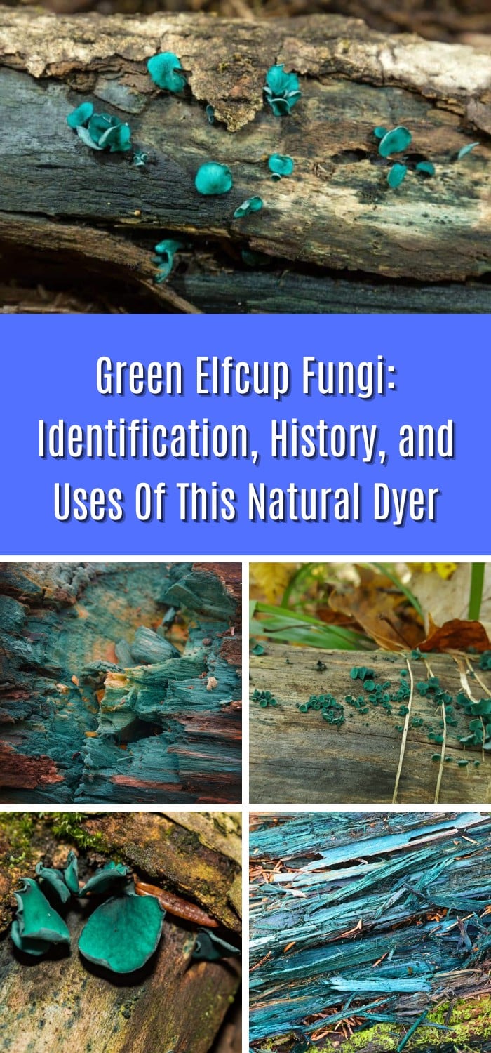 Green Elfcup Fungi: Identification, History, and Uses Of This Natural ...