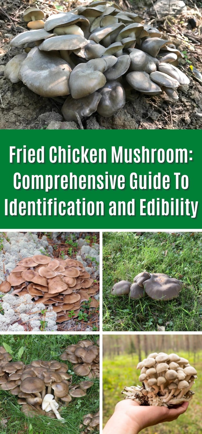 Fried Chicken Mushroom: Comprehensive Guide To Identification and ...