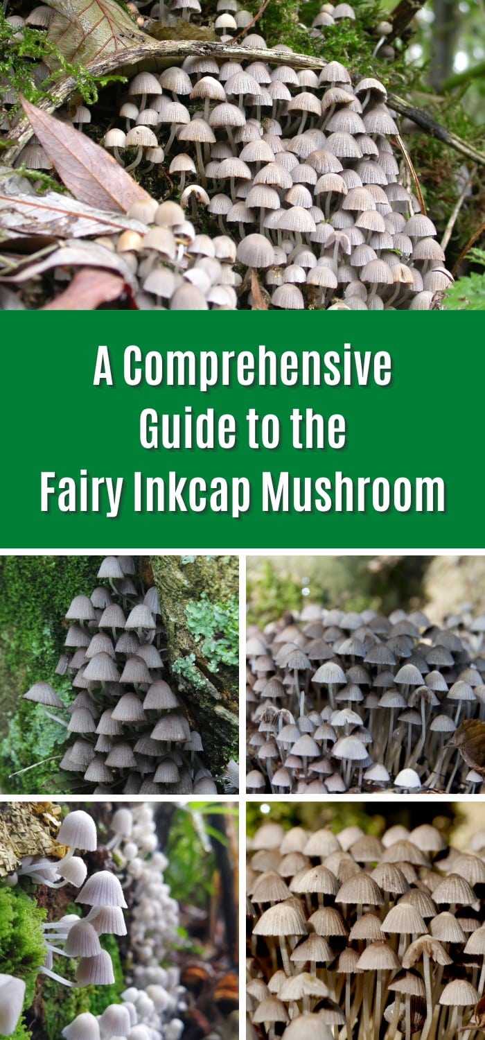 A Comprehensive Guide to the Fairy Inkcap Mushroom - Mushroom Appreciation