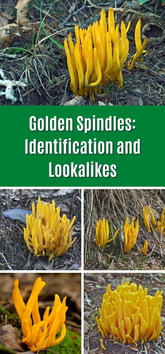 Golden Spindles: Identification and Lookalikes - Mushroom Appreciation