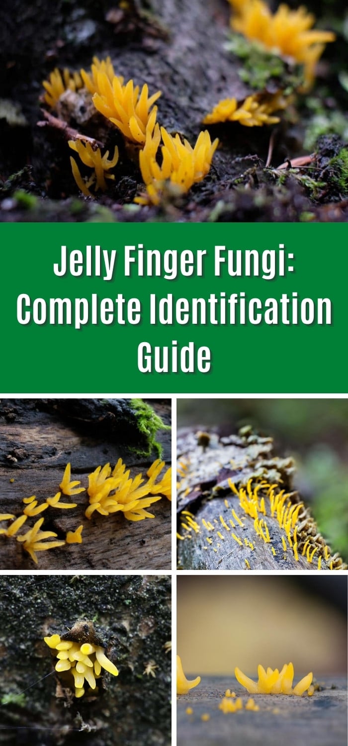Jelly Finger Fungi: Complete Identification Guide - Mushroom Appreciation