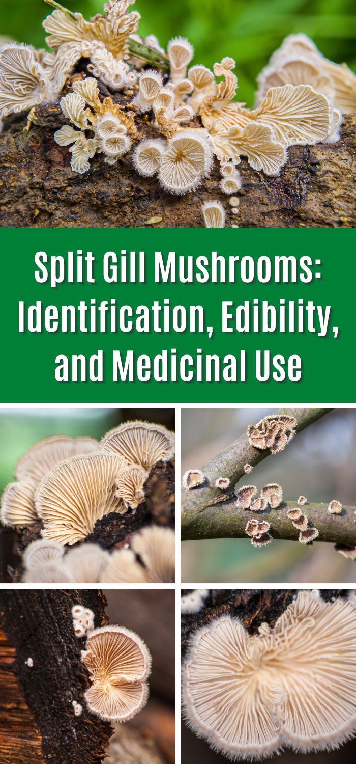 Split Gill Mushrooms: Identification, Edibility, and Medicinal Use ...