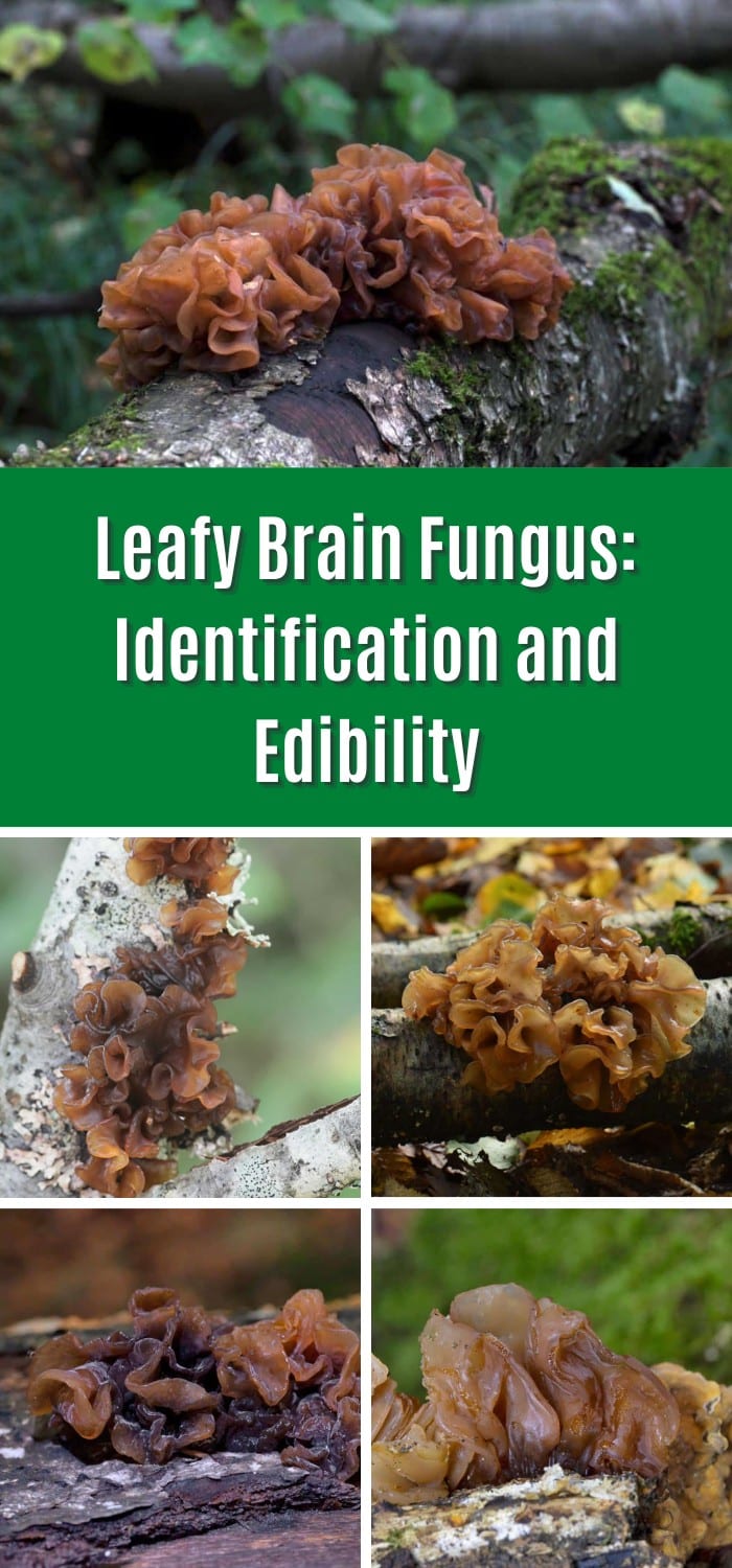 Leafy Brain Fungus: Identification and Edibility - Mushroom Appreciation