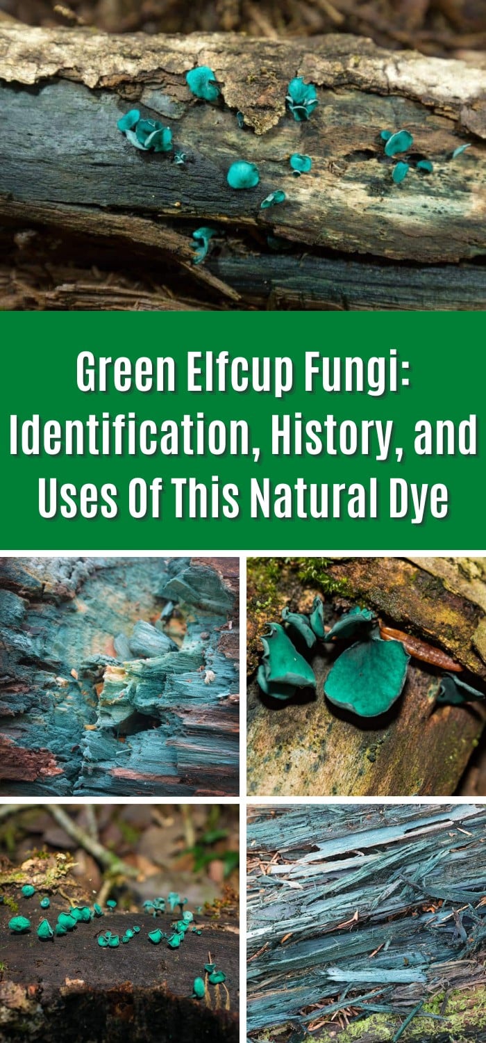 Green Elfcup Fungi: Identification, History, and Uses Of This Natural ...