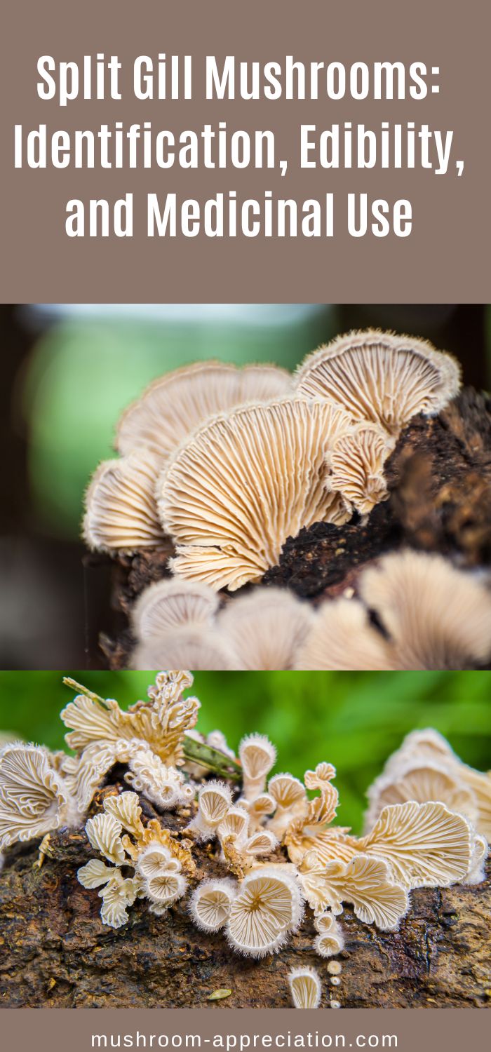 Split Gill Mushrooms: Identification, Edibility, and Medicinal Use ...