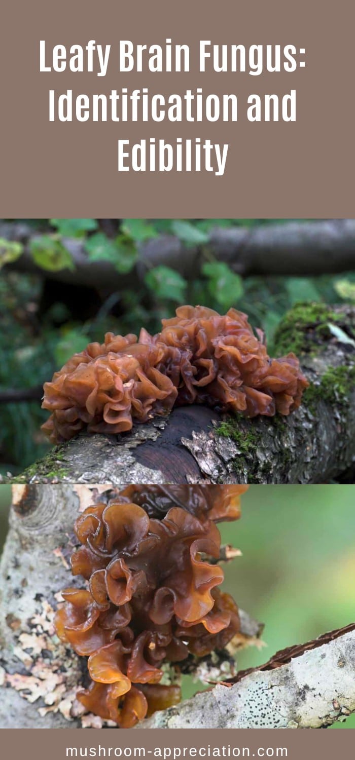 Leafy Brain Fungus: Identification and Edibility - Mushroom Appreciation