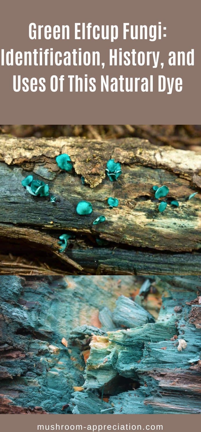 Green Elfcup Fungi: Identification, History, and Uses Of This Natural ...