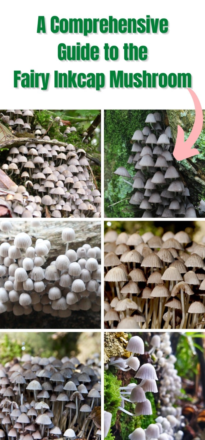 A Comprehensive Guide to the Fairy Inkcap Mushroom - Mushroom Appreciation