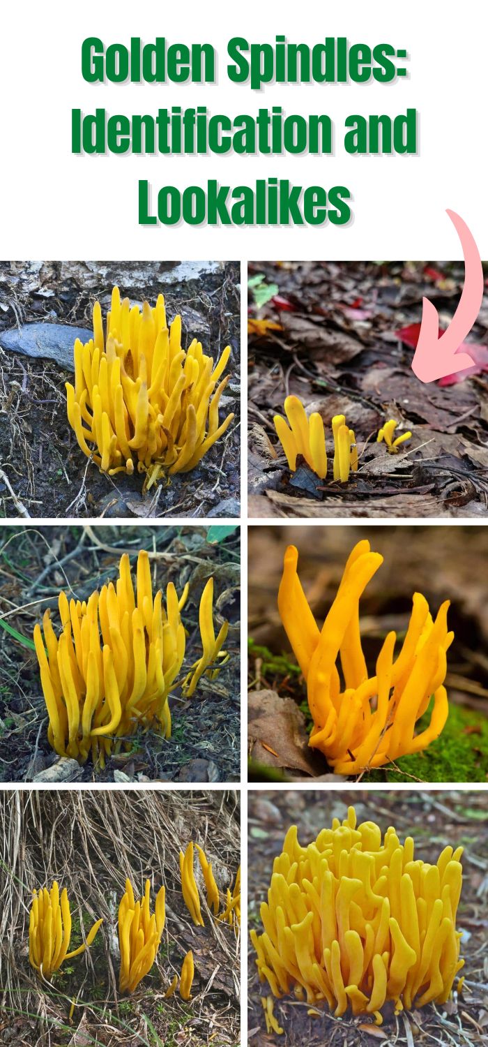 Golden Spindles: Identification and Lookalikes - Mushroom Appreciation