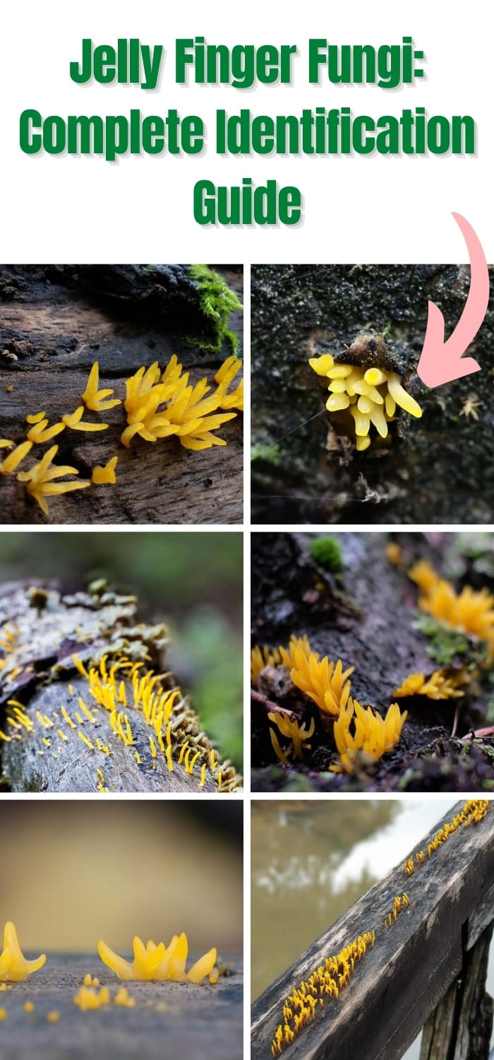 Jelly Finger Fungi: Complete Identification Guide - Mushroom Appreciation