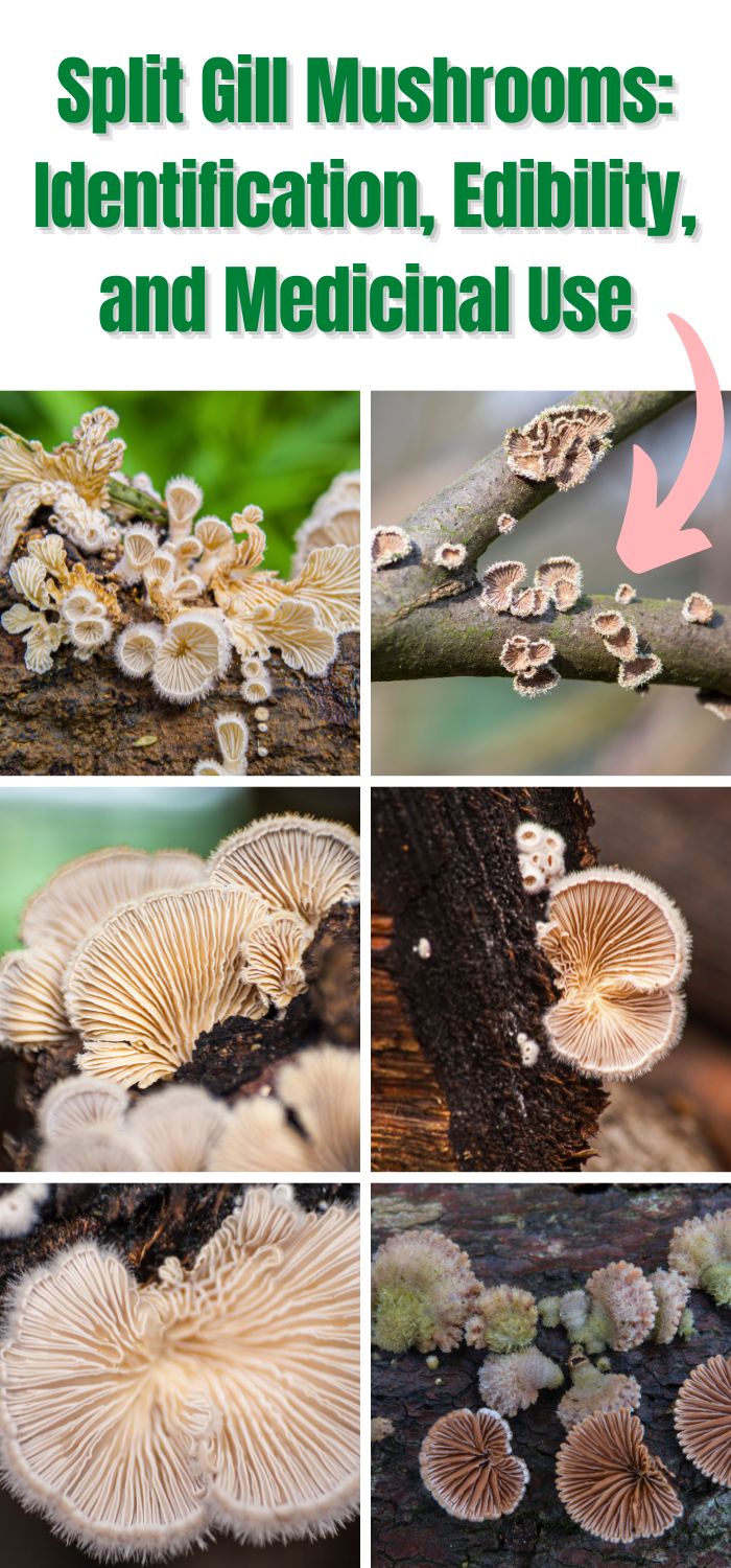 Split Gill Mushrooms: Identification, Edibility, and Medicinal Use ...