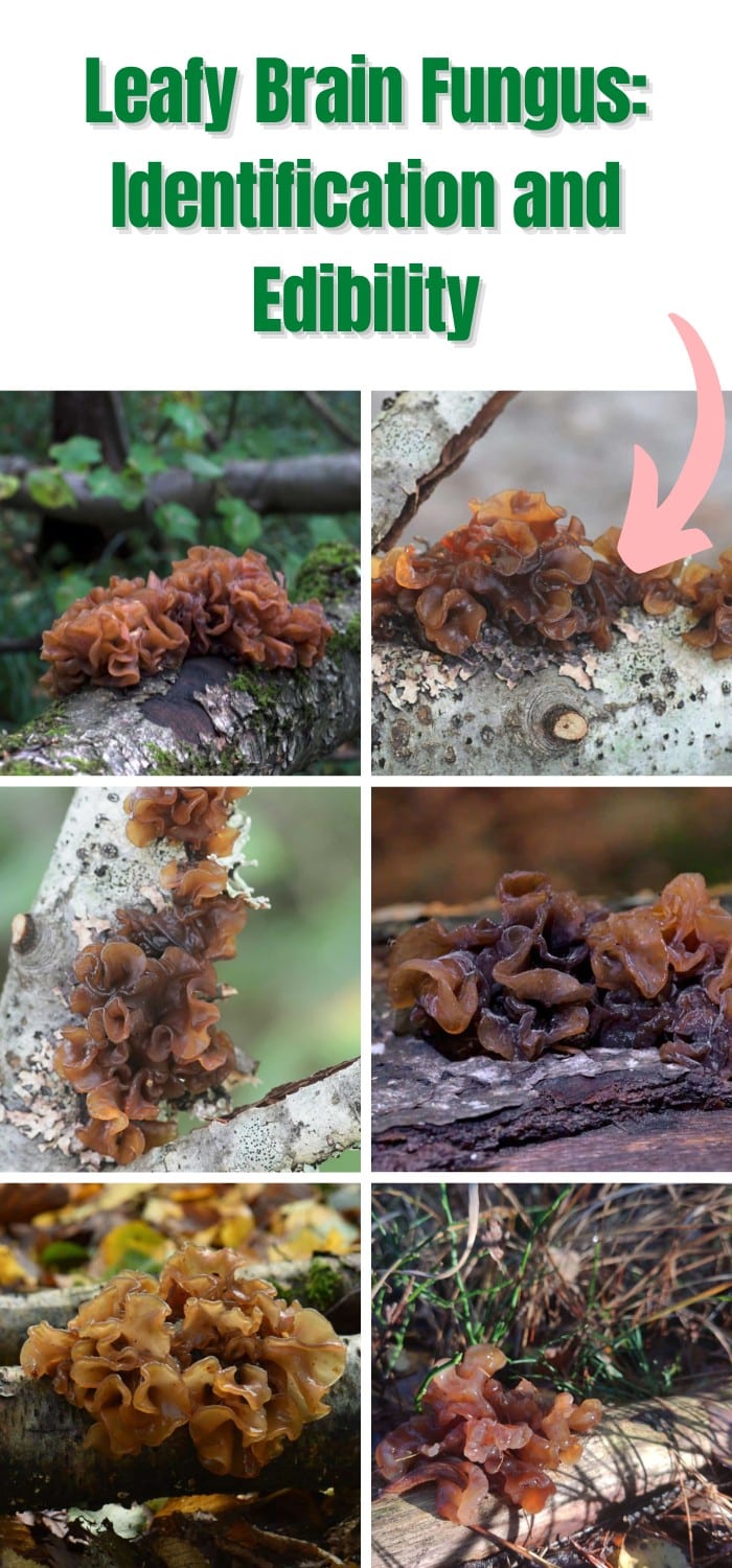 Leafy Brain Fungus: Identification and Edibility - Mushroom Appreciation