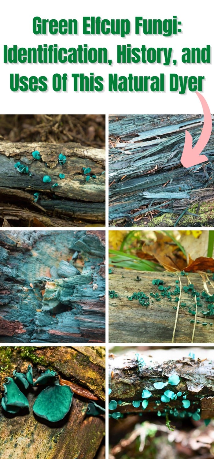 Green Elfcup Fungi: Identification, History, and Uses Of This Natural ...