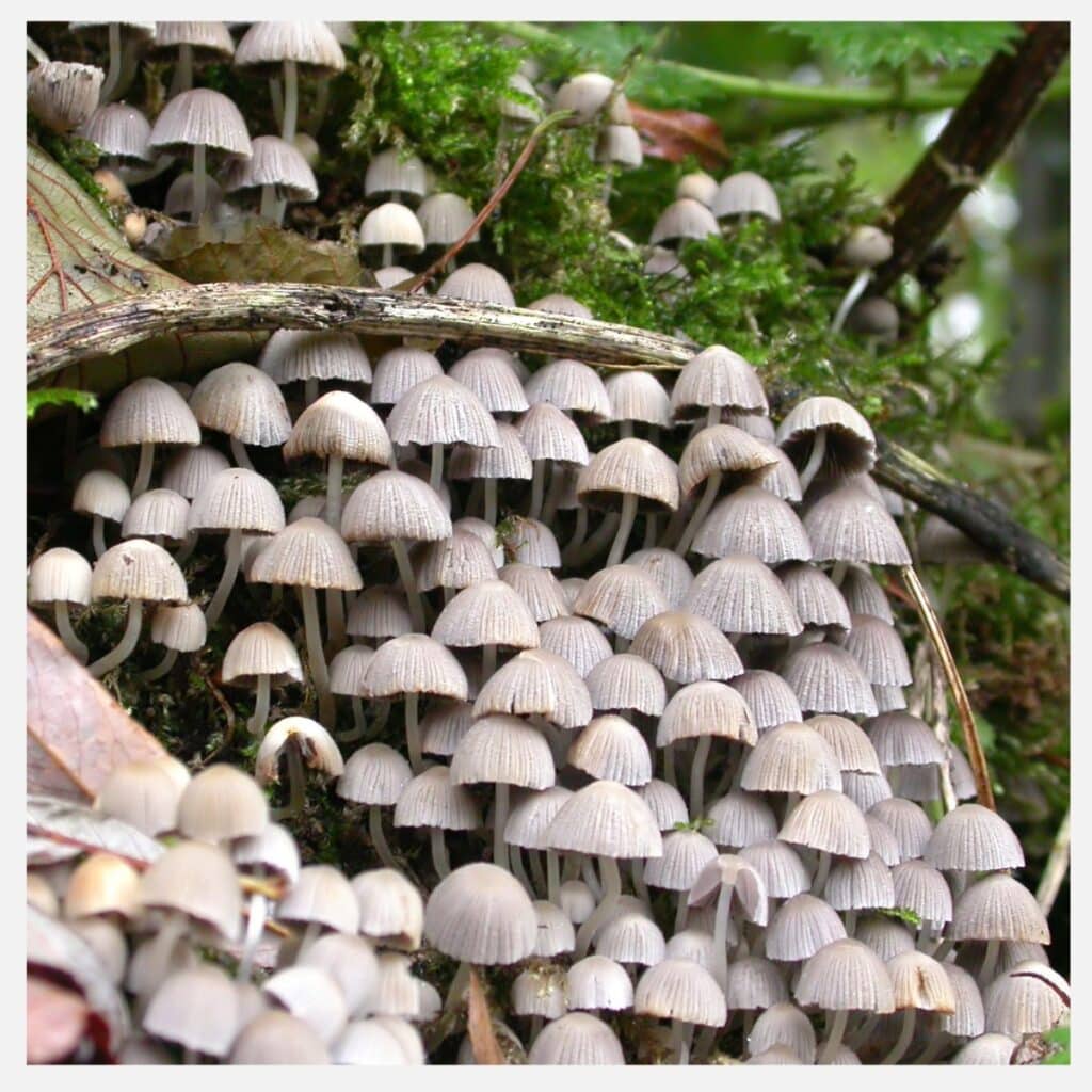 Mushroom Species - Mushroom Appreciation
