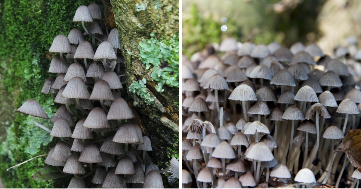 A Comprehensive Guide to the Fairy Inkcap Mushroom - Mushroom Appreciation