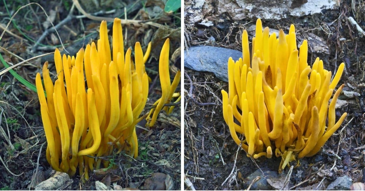Golden Spindles: Identification and Lookalikes - Mushroom Appreciation