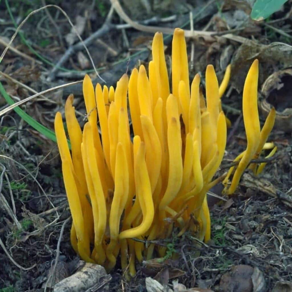 Mushroom Species - Mushroom Appreciation