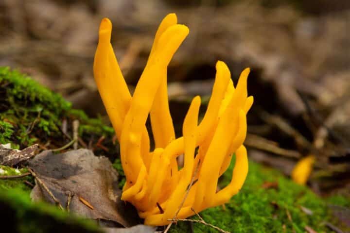 Golden Spindles: Identification and Lookalikes - Mushroom Appreciation