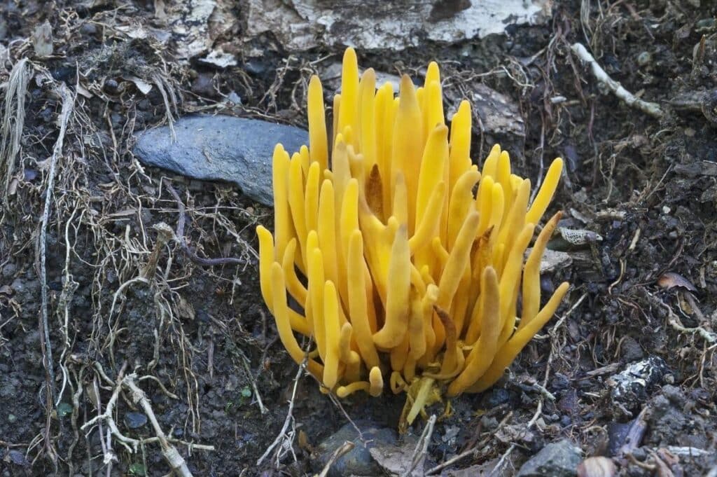 Golden Spindles: Identification and Lookalikes - Mushroom Appreciation
